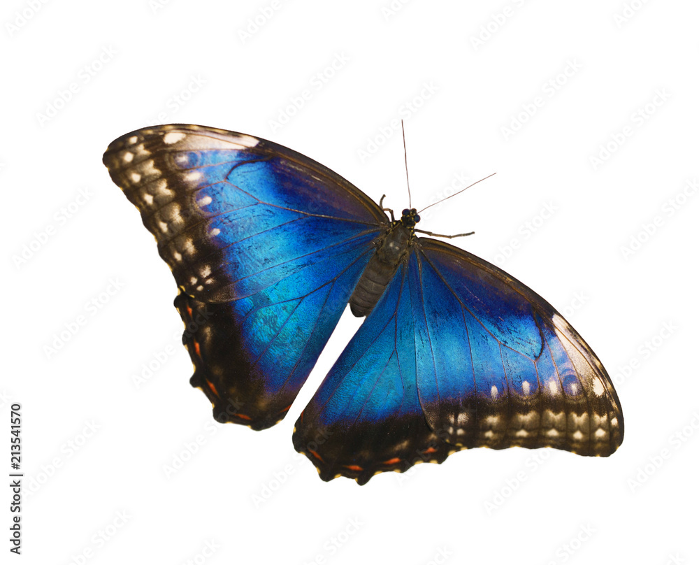 Bright opalescent female blue morpho butterfly, Morpho peleides, is ...