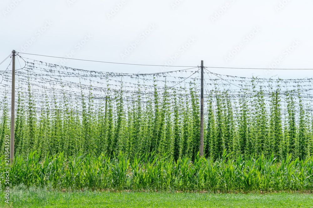 Hopfen, Hopfenfeld, Hopfenanbau Stock-Foto | Adobe Stock