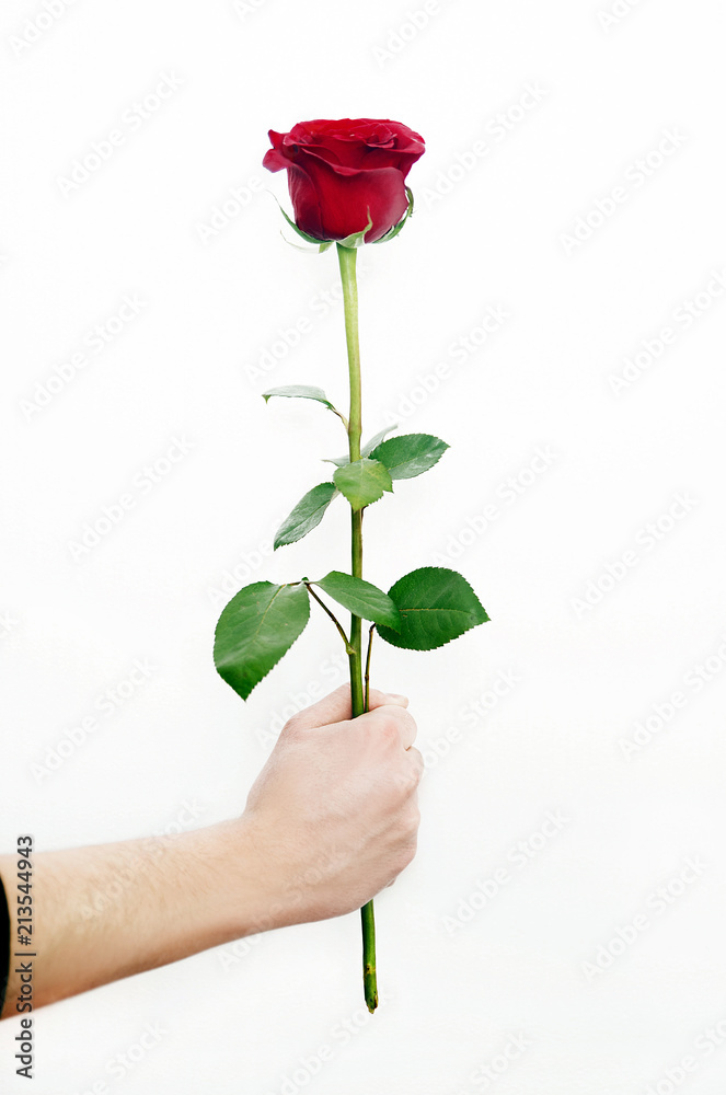 Man Hand Holding Rose