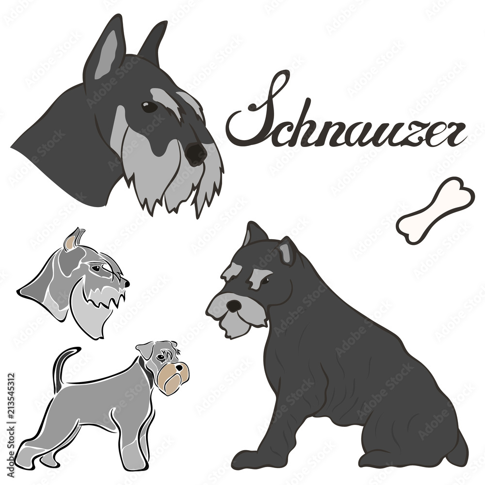 Schnauzer dog breed vector illustration set isolated. Doggy image in ...