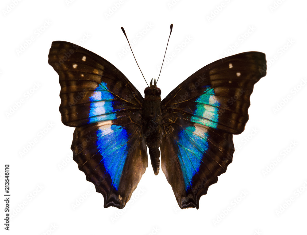 The shaded-blue leafwing butterfly, Prepona laertes or Prepona omphale ...