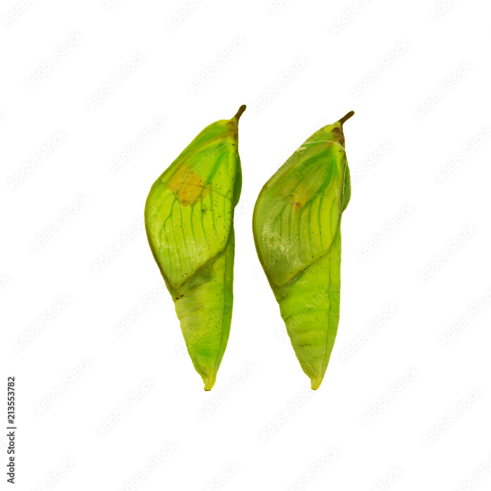 Two green pupae of the white angled-sulphur butterfly, Anteos clorinde ...