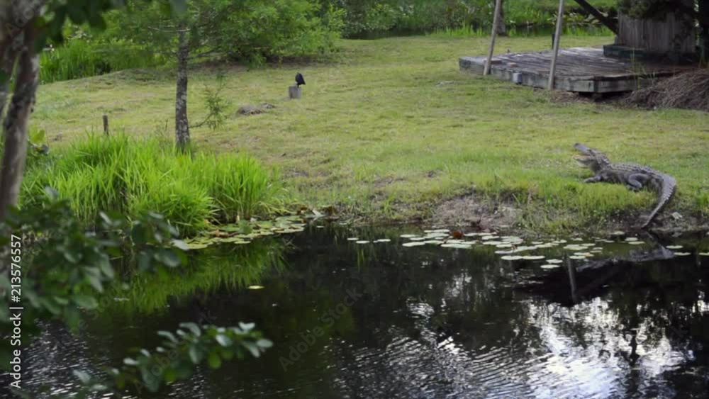 This footage pans across a grassy bank at the Okefenokee Swamp and ...