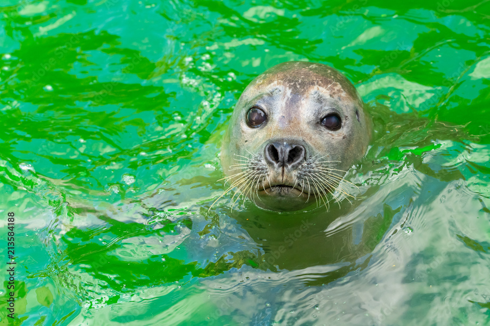 The earless seals or true seals are marine mammals of the family ...