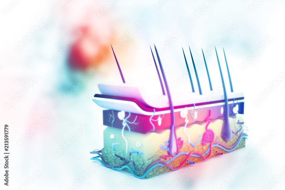 Human skin anatomy on science background Stock Illustration | Adobe Stock