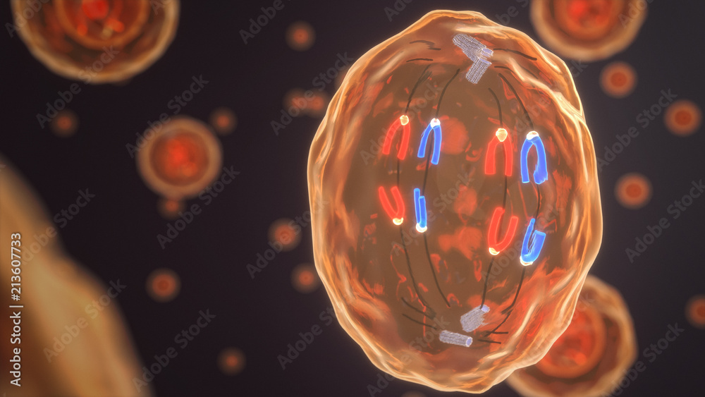 Metaphase 2 Stock Illustration | Adobe Stock
