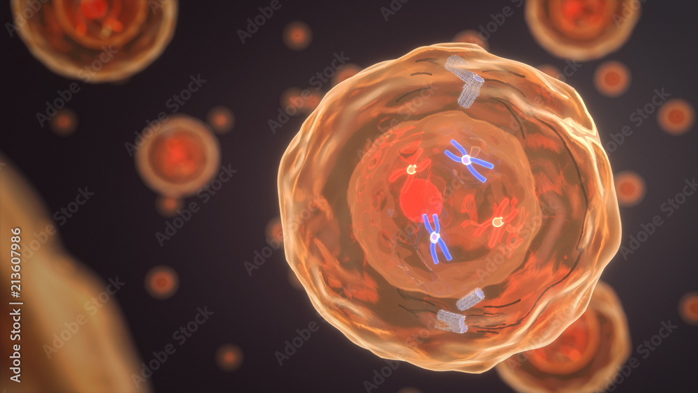 Prophase 2 Stock Illustration | Adobe Stock