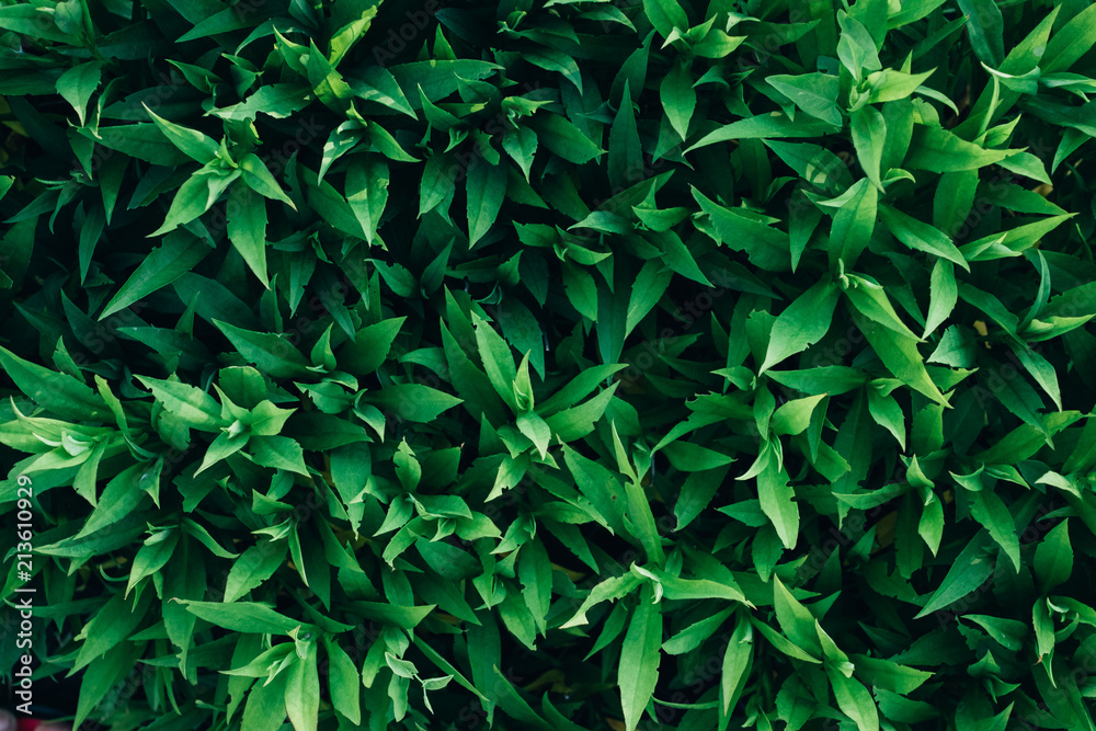 Nature green leaves wall texture of the tropical forest plant,on black ...