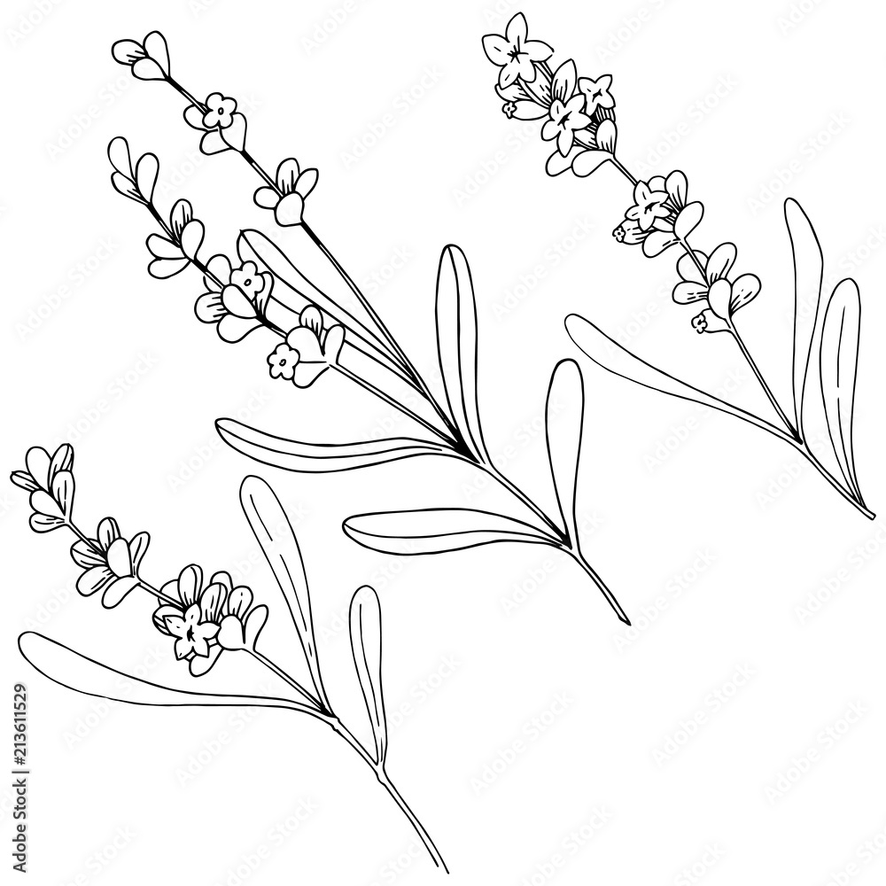 Lavender flower in a style isolated. Full name of the plant: lavender ...