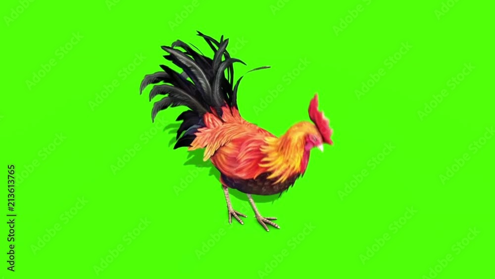 Rooster Plumage Eats Green Screen 3D Rendering Animation Stock Video ...