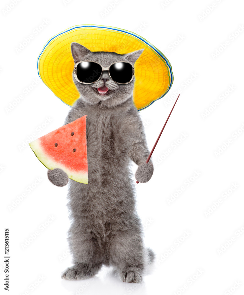 Watermelon Hat Cat