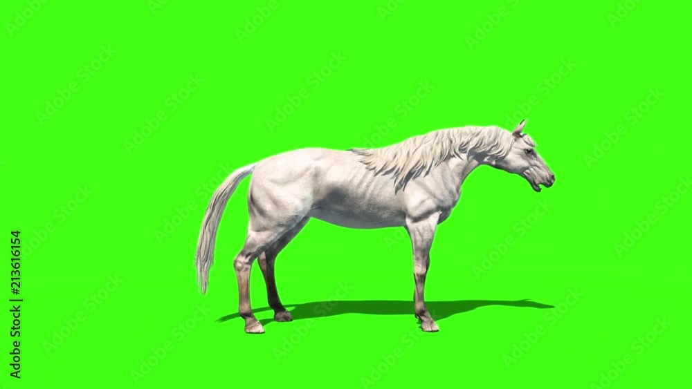 Crazed White Horse Animals Side Green Screen 3D Rendering Animation ...