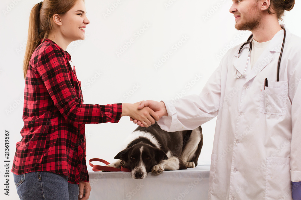 Veterinarian and their clients owner shaking hands. Cute sad dog lying ...