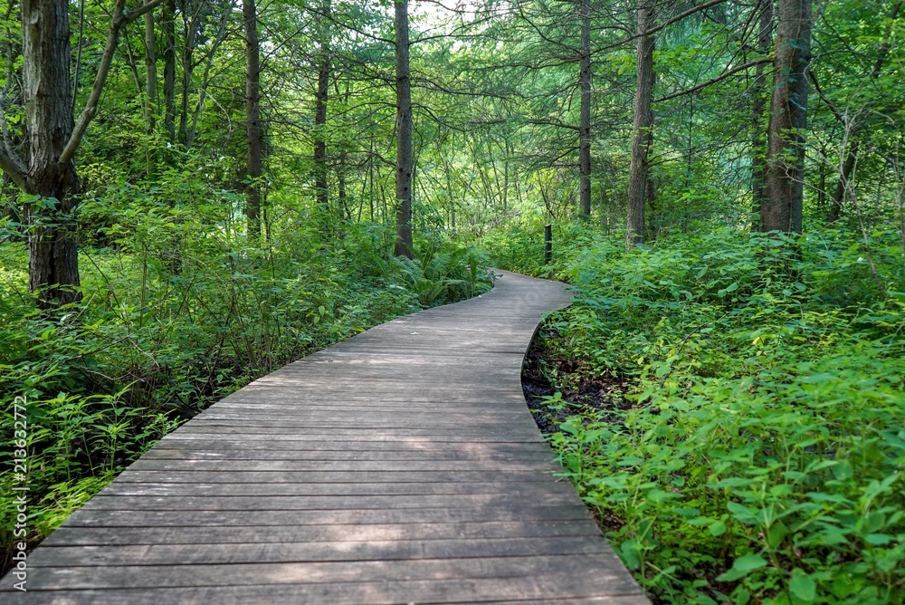 Beautiful wood path in the deep green woods in Minnesota Stock Photo ...