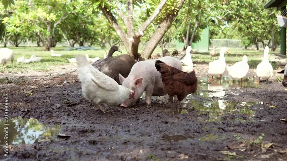 Farm animals in the mud at a farm. Includes chickens and pig. Stock ビデオ ...