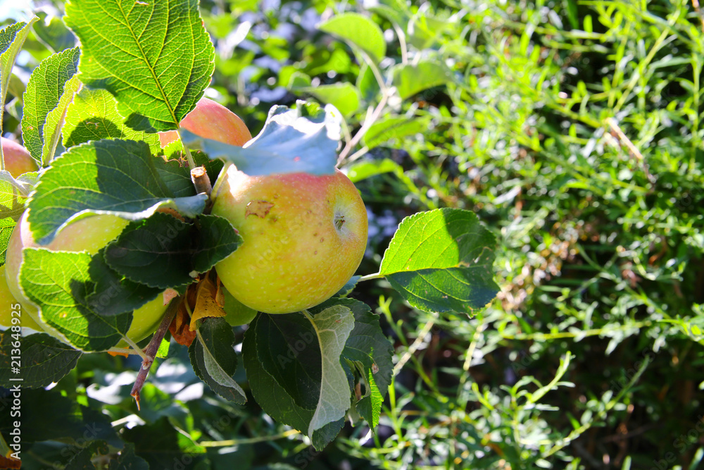 Äpfel Apfelbaum Baum Obst Stock Photo | Adobe Stock
