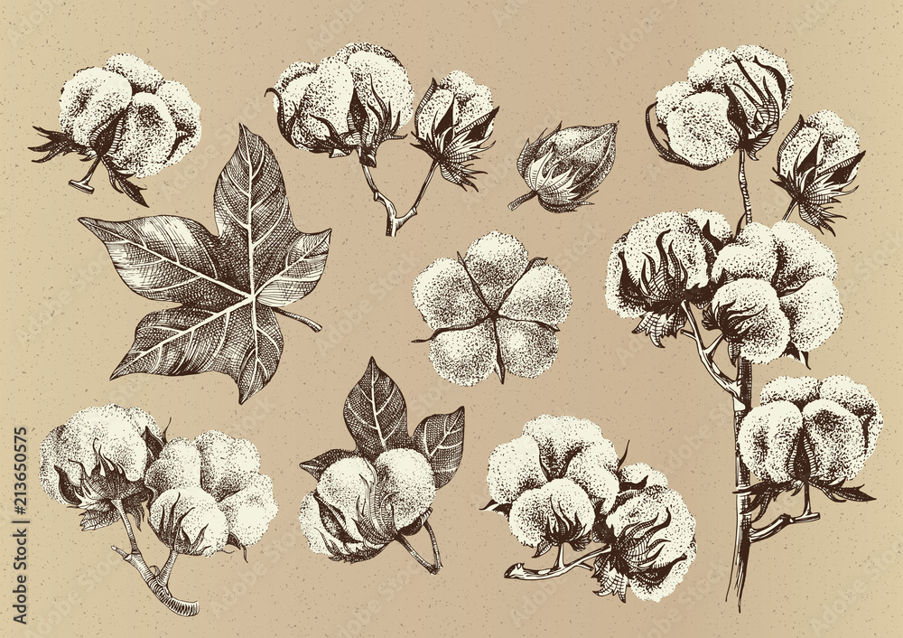 Hand drawn set of cotton branches Stock Vector | Adobe Stock