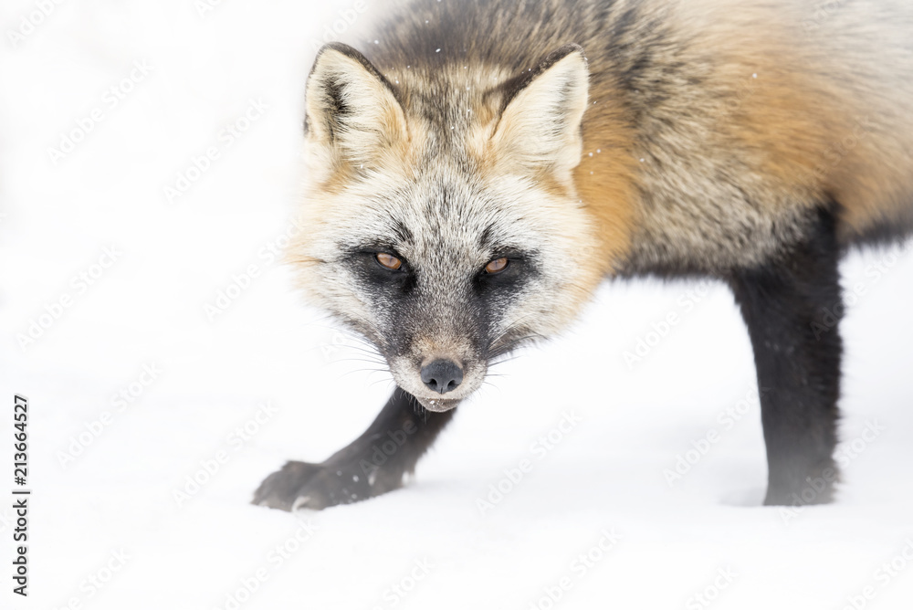 Red fox, cross colour phase, Canada Stock Photo | Adobe Stock