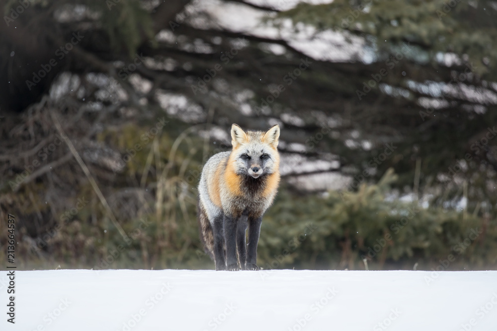 Red fox, cross colour phase, Canada Stock Photo | Adobe Stock