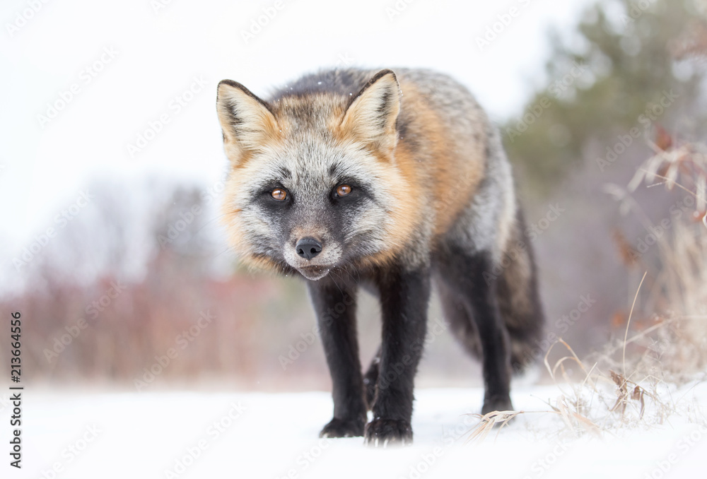 Red fox, cross colour phase, Canada Stock Photo | Adobe Stock