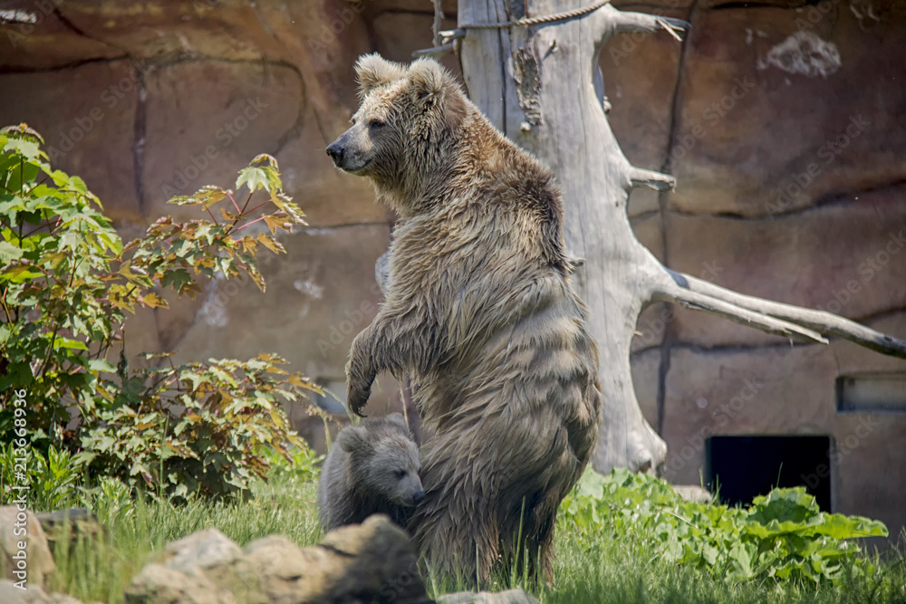 Himalayan brown bear cub with mother. Ursus Arctos Isabellinus. Stock ...