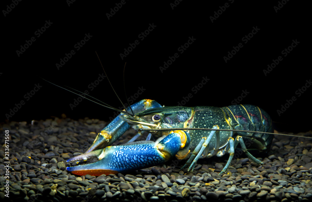 Rainbow Redclaw Crayfish Yabby (Cherax quadricarinatus) In aquarium on ...
