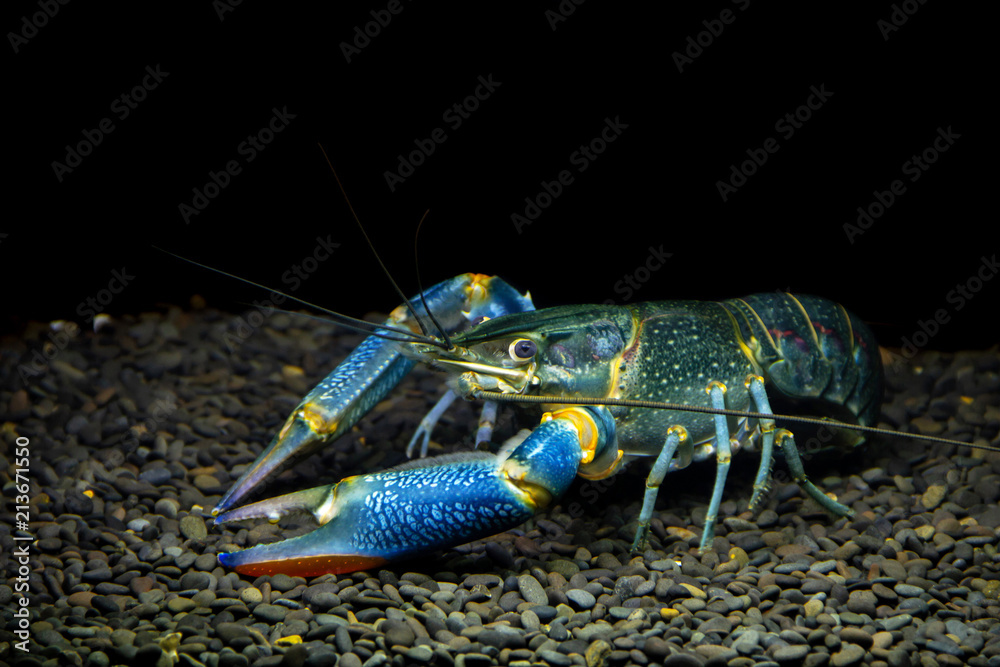Rainbow Redclaw Crayfish Yabby (Cherax quadricarinatus) In aquarium on ...
