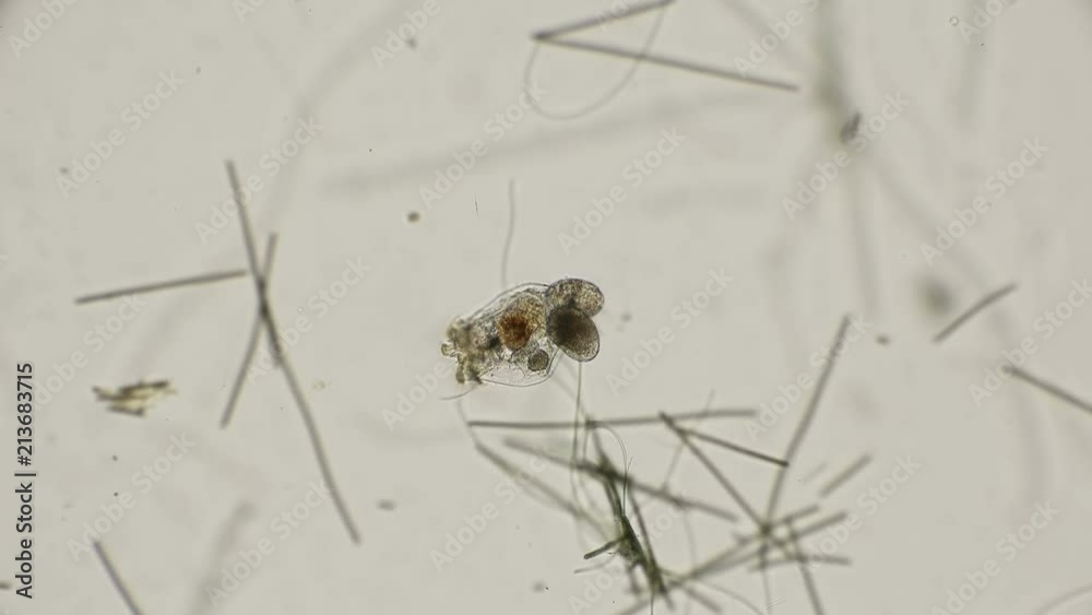 brachionus plicatilis rotifer, how it feeds and how microorganisms get ...