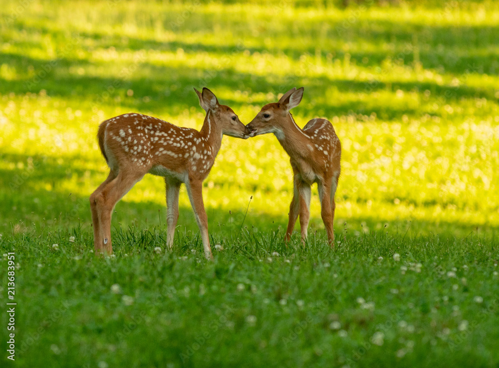 Two white-tailed deer fawns nose to nose in an open meadow on a summer ...