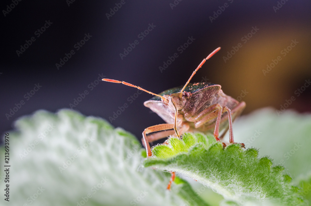 The bug the green tree shield Palomena prasina sits on the leaf Stock ...