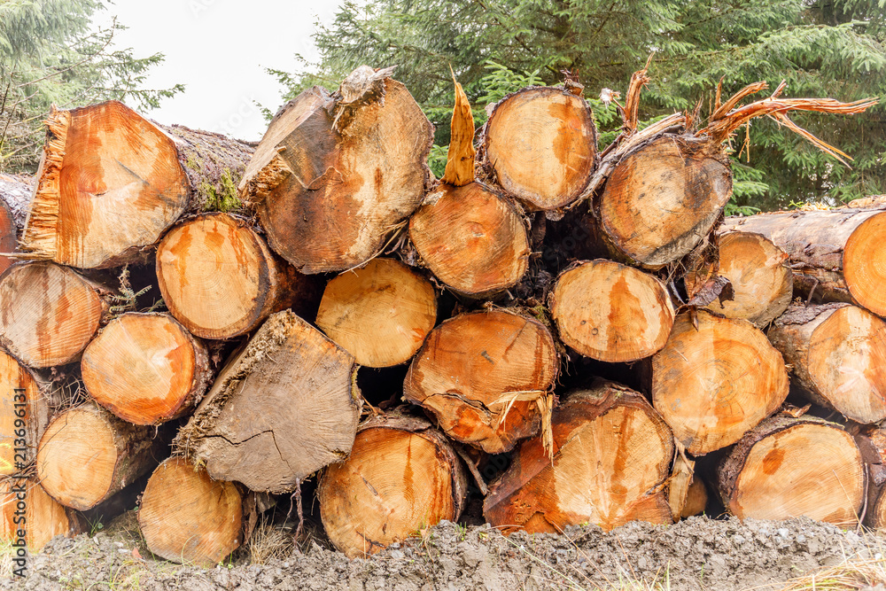 Medium cut logs from managed forest in North Wales Stock Photo | Adobe ...