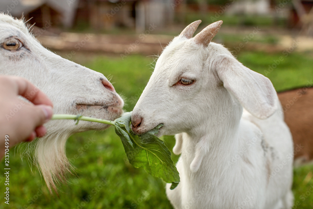 Goat kid and mother, eating large leaf, fed by man hand, with farm in ...