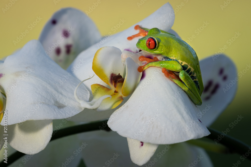 The cutest frog in the world. Red eyed tree frog. Amazing, lovely ...