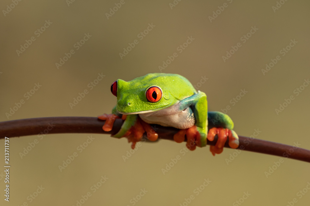 The cutest frog in the world. Red eyed tree frog. Amazing, lovely ...