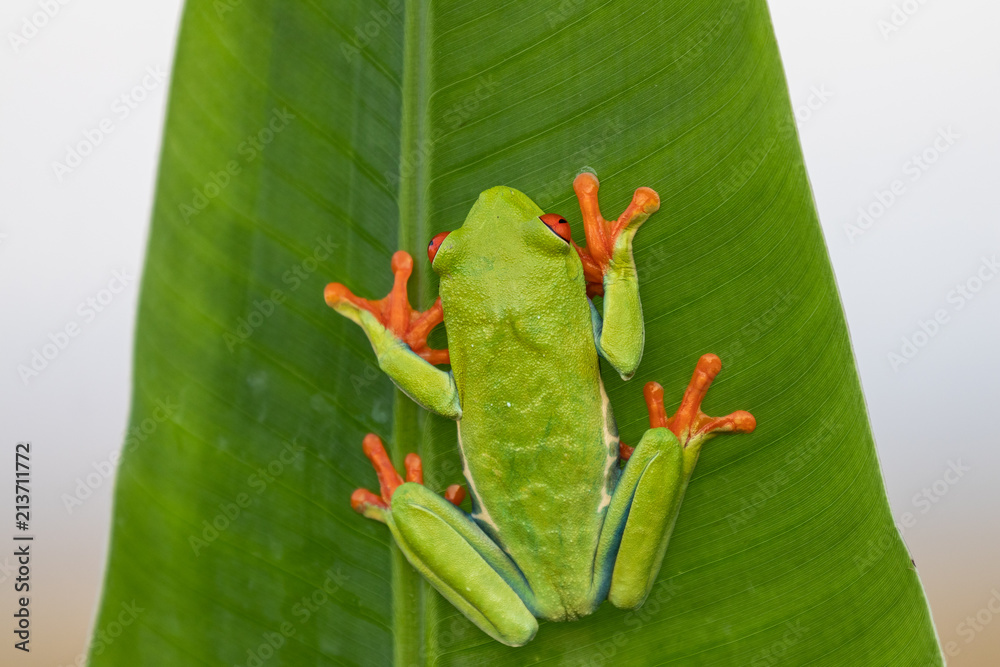 The cutest frog in the world. Red eyed tree frog. Amazing, lovely ...
