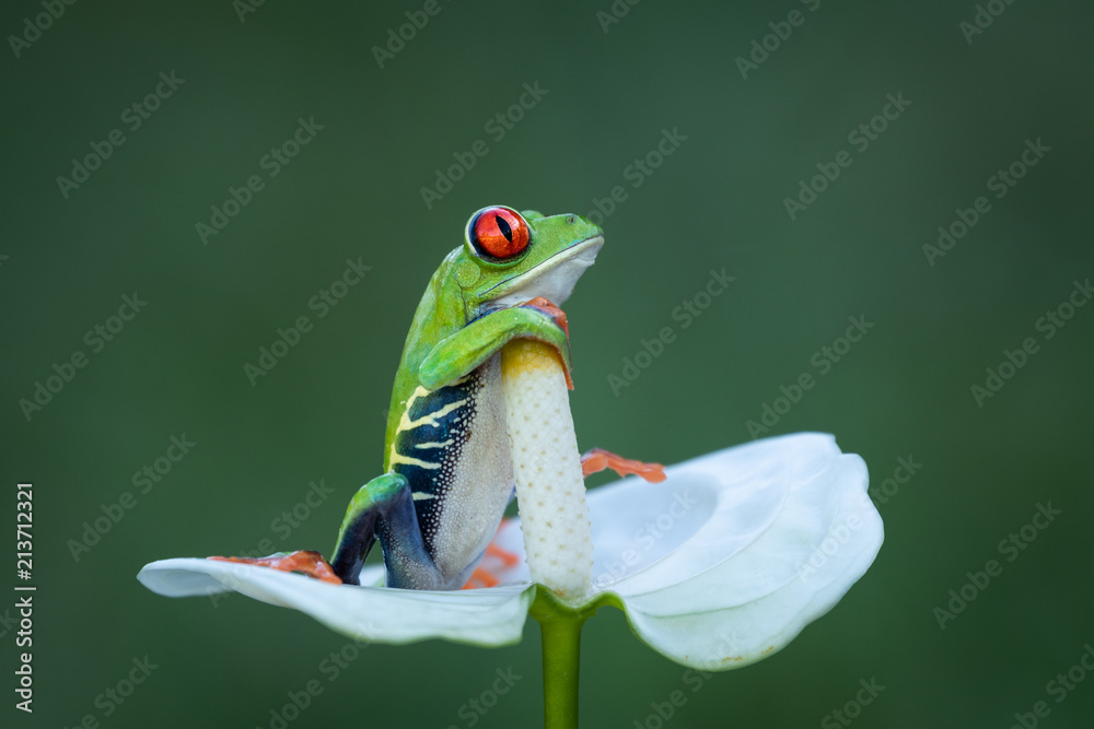The cutest frog in the world. Red eyed tree frog. Amazing, lovely ...