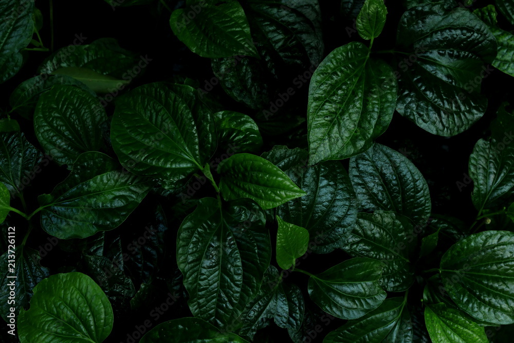 Green leaves background. Green leaves color tone dark in the morning ...