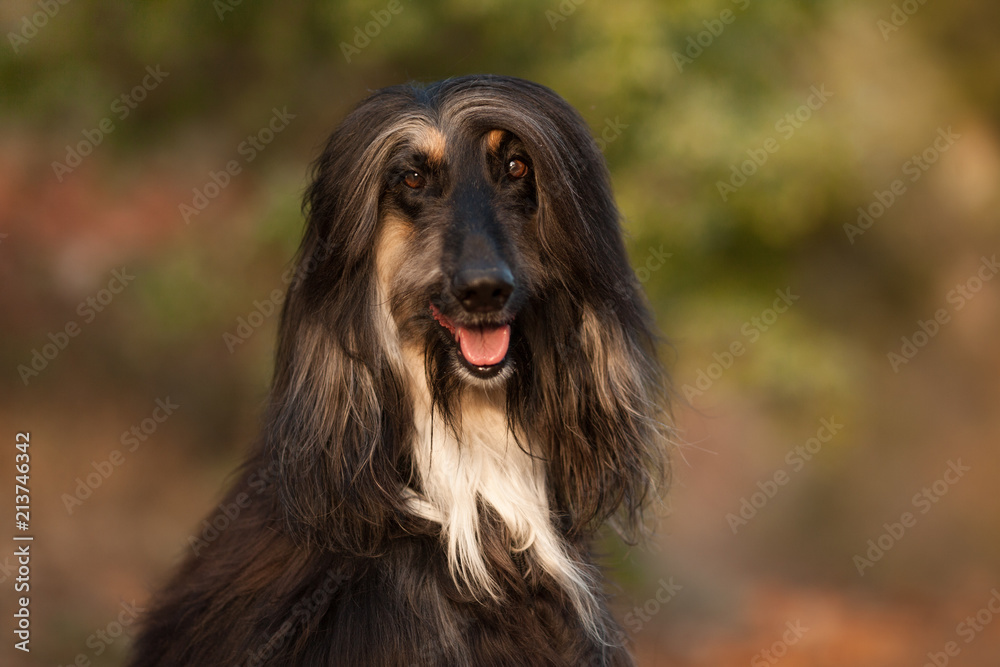 stylish dog breed Afghan hound posing while lying Stock Photo | Adobe Stock