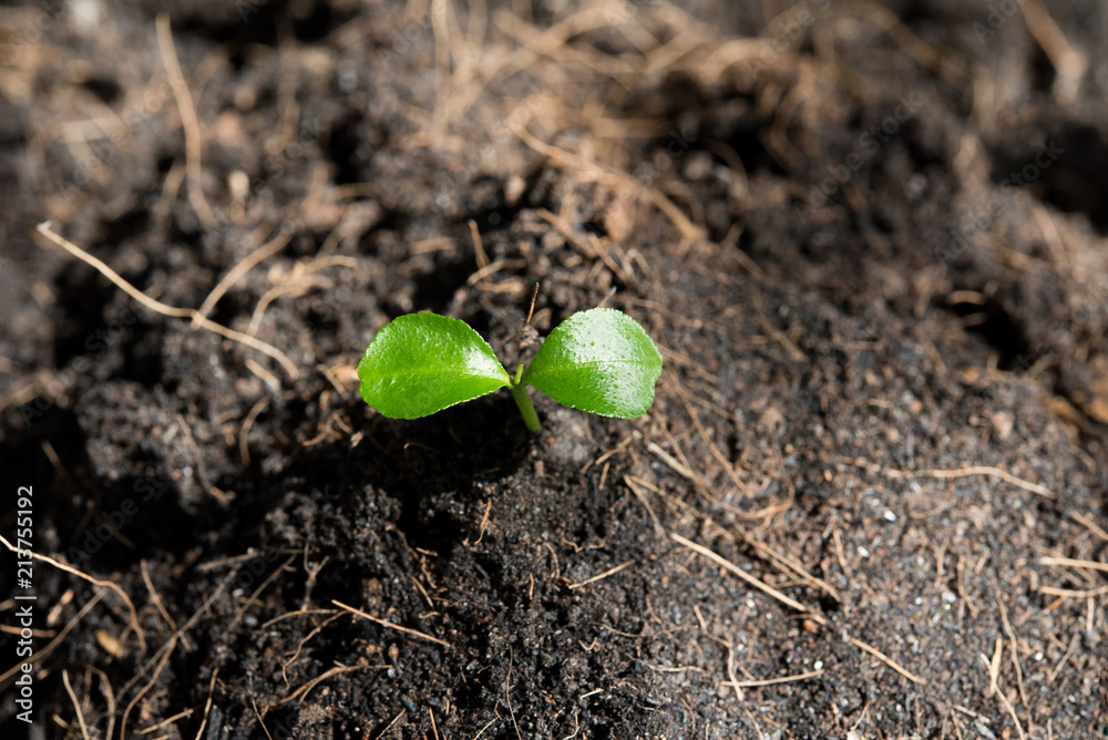 Seed Growing Background