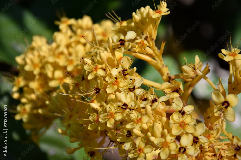 Colourful yellow blooms of Ashoka tree (Saraca indica asoca). The ...