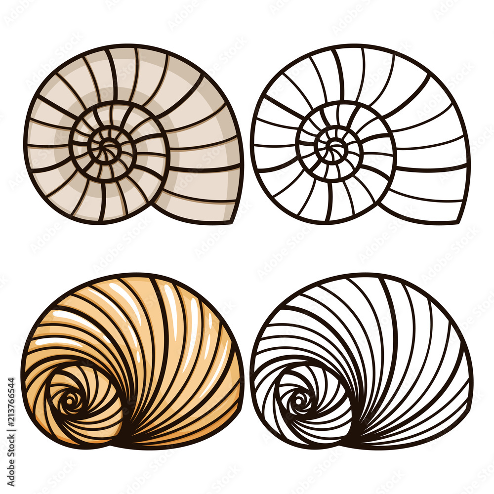 Cartoon and outline sea shells Stock Vector | Adobe Stock