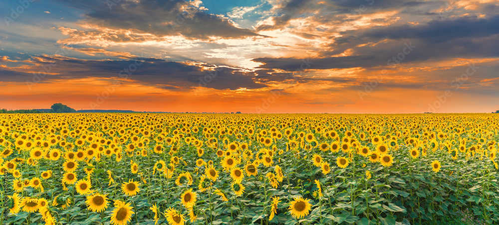 Sunflower Scenery Pictures | Best Flower Site