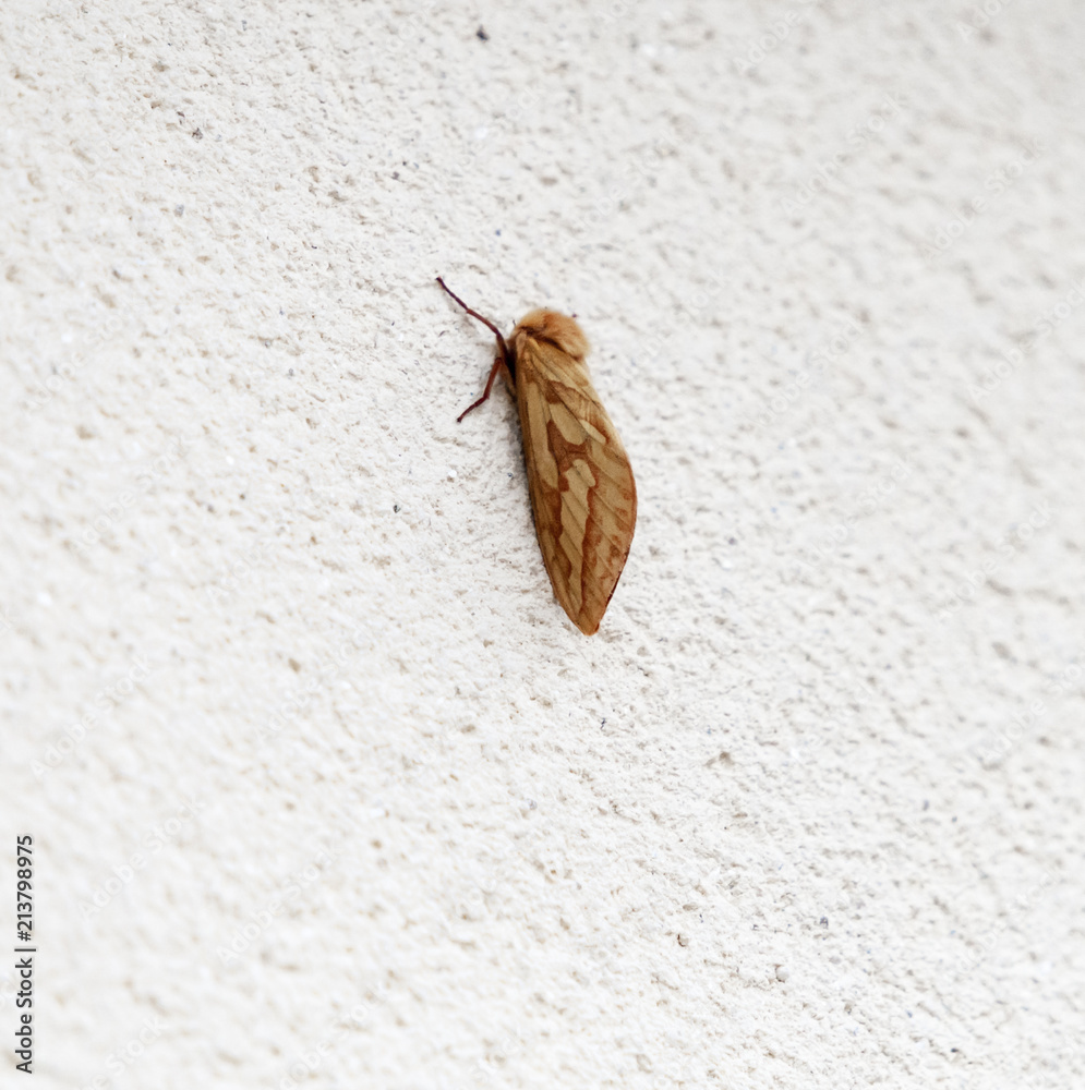 Ghost Moth. An image of the Ghost Moth, Hepialus humuli, also know as ...