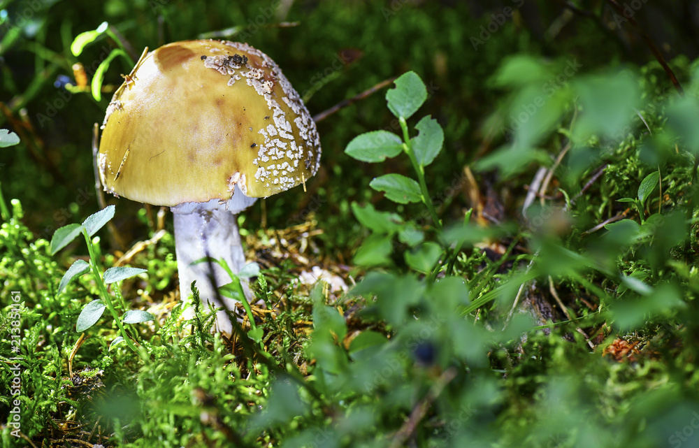 fungi Stock Photo | Adobe Stock