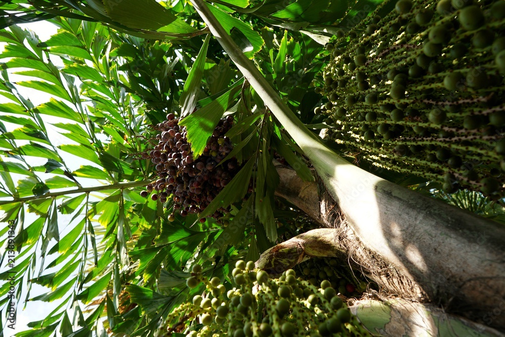 Supari Tree In English