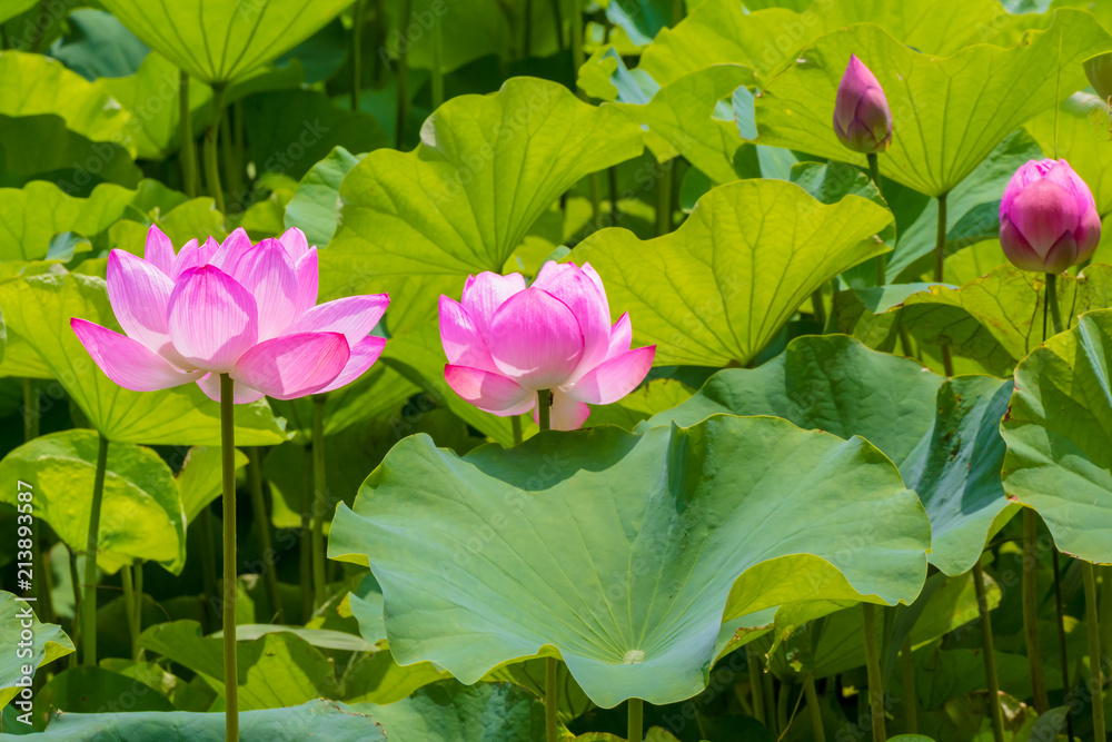 Lotus Flower.The back is the lotus leaf and lotus flower.Shooting ...