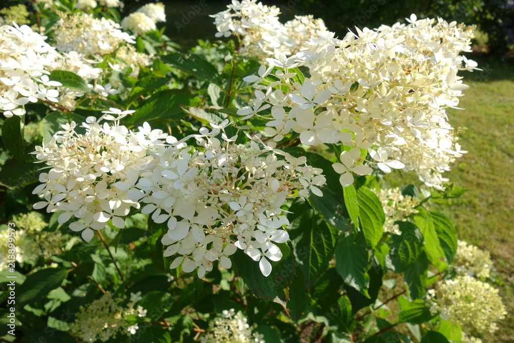 Hydrangea paniculata - Beautiful bush of hydrangea flowers in a garden ...