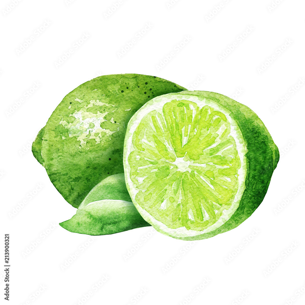Hand drawn watercolor lime fruit composition isolated on white ...