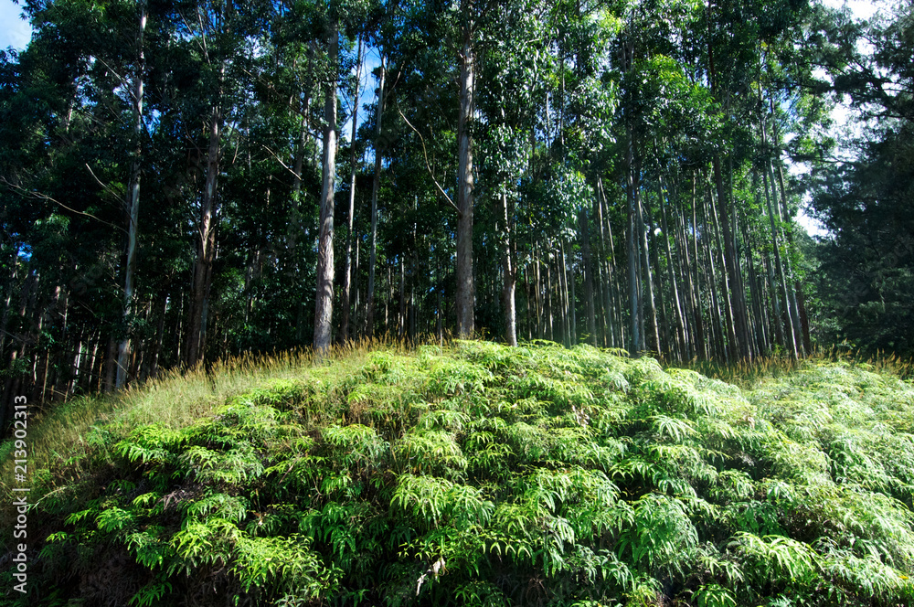 Eucalyptus and Ferns, Waipio Valley, Hawaii. Non-native trees like ...