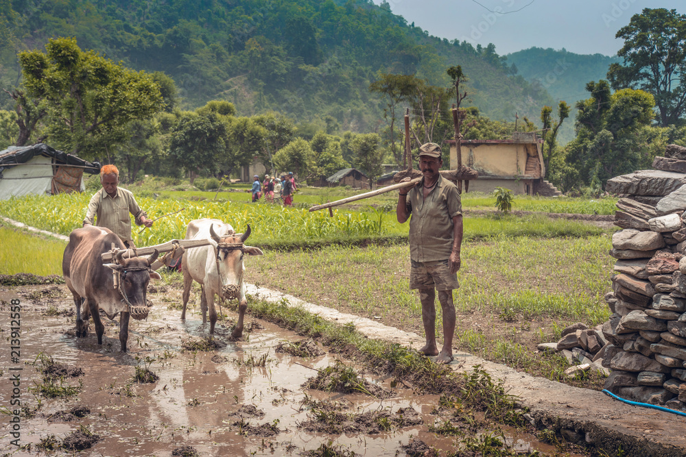 Indian farmer ploughing his fields using traditional wooden plough ...